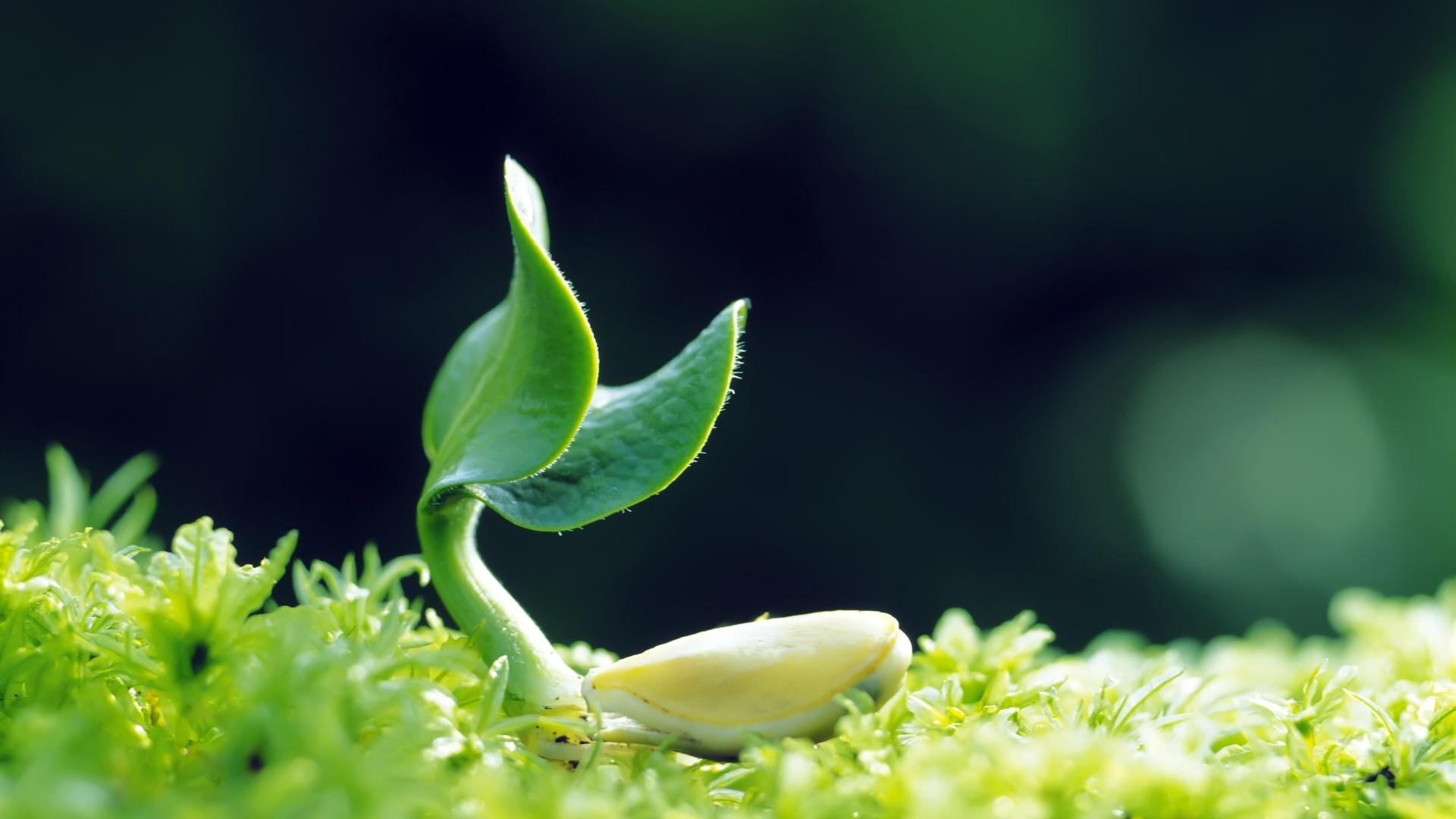 Seed Germination Wallpapers - Top Free Seed Germination Backgrounds ...
