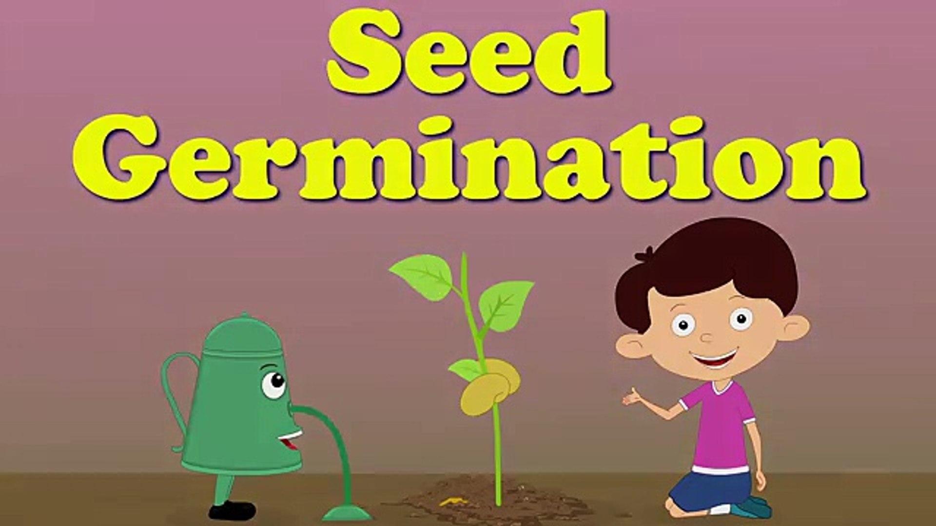 Seed Germination Wallpapers - Top Free Seed Germination Backgrounds ...
