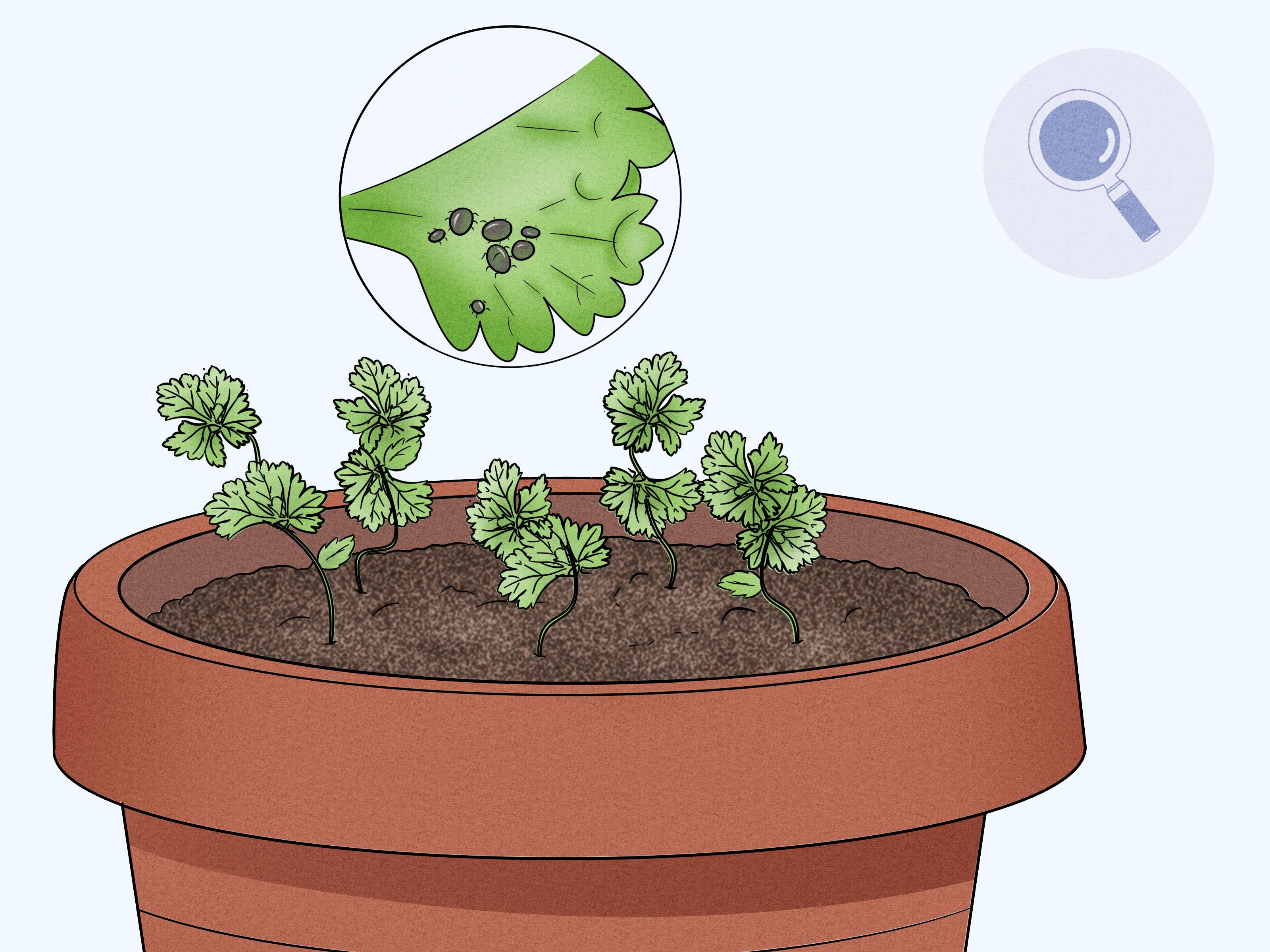 Seed Germination Wallpapers - Top Free Seed Germination Backgrounds ...