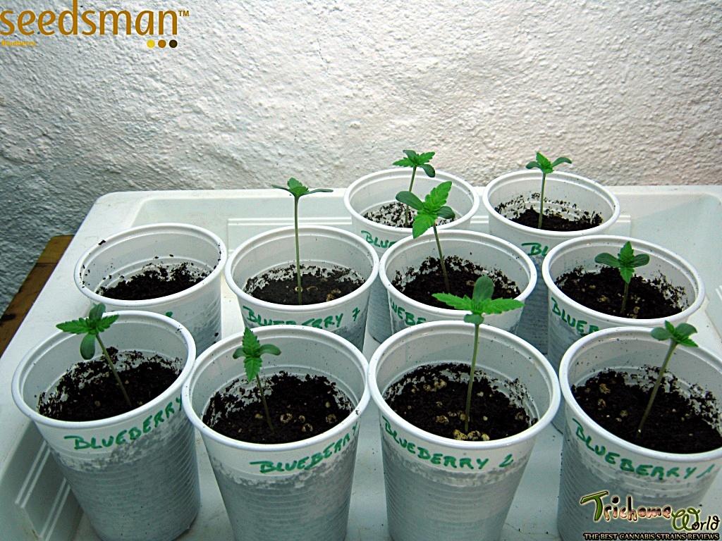 Seed Germination Wallpapers - Top Free Seed Germination Backgrounds ...