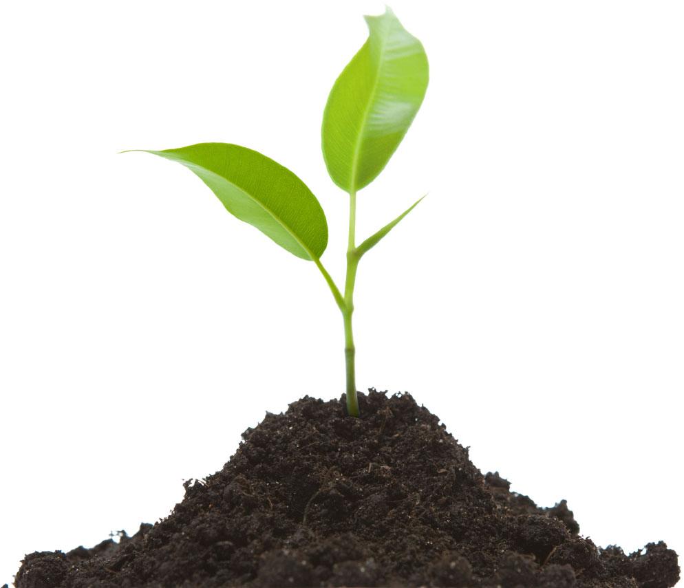 Seed Germination Wallpapers - Top Free Seed Germination Backgrounds ...