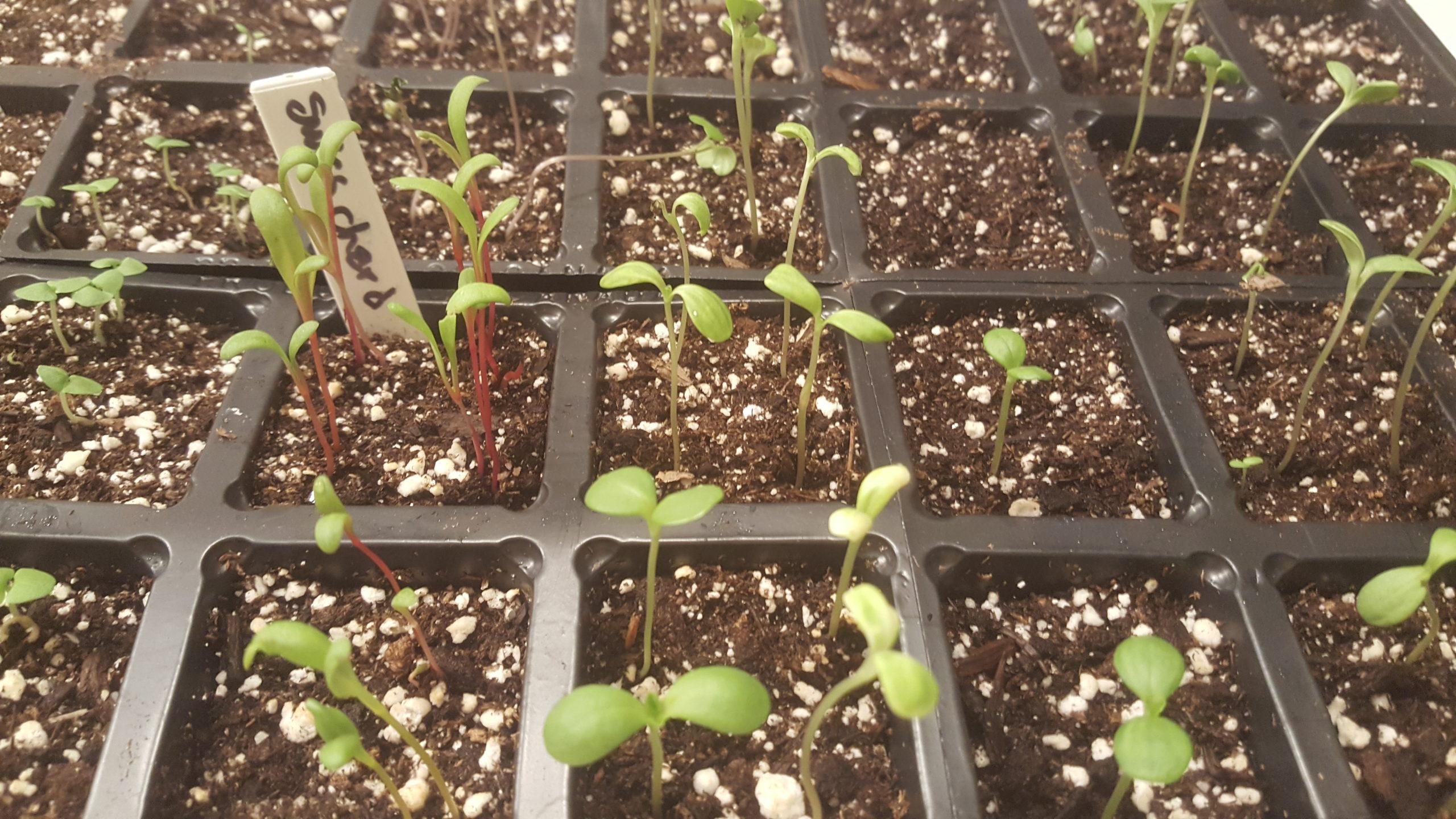 Seed Germination Wallpapers - Top Free Seed Germination Backgrounds ...