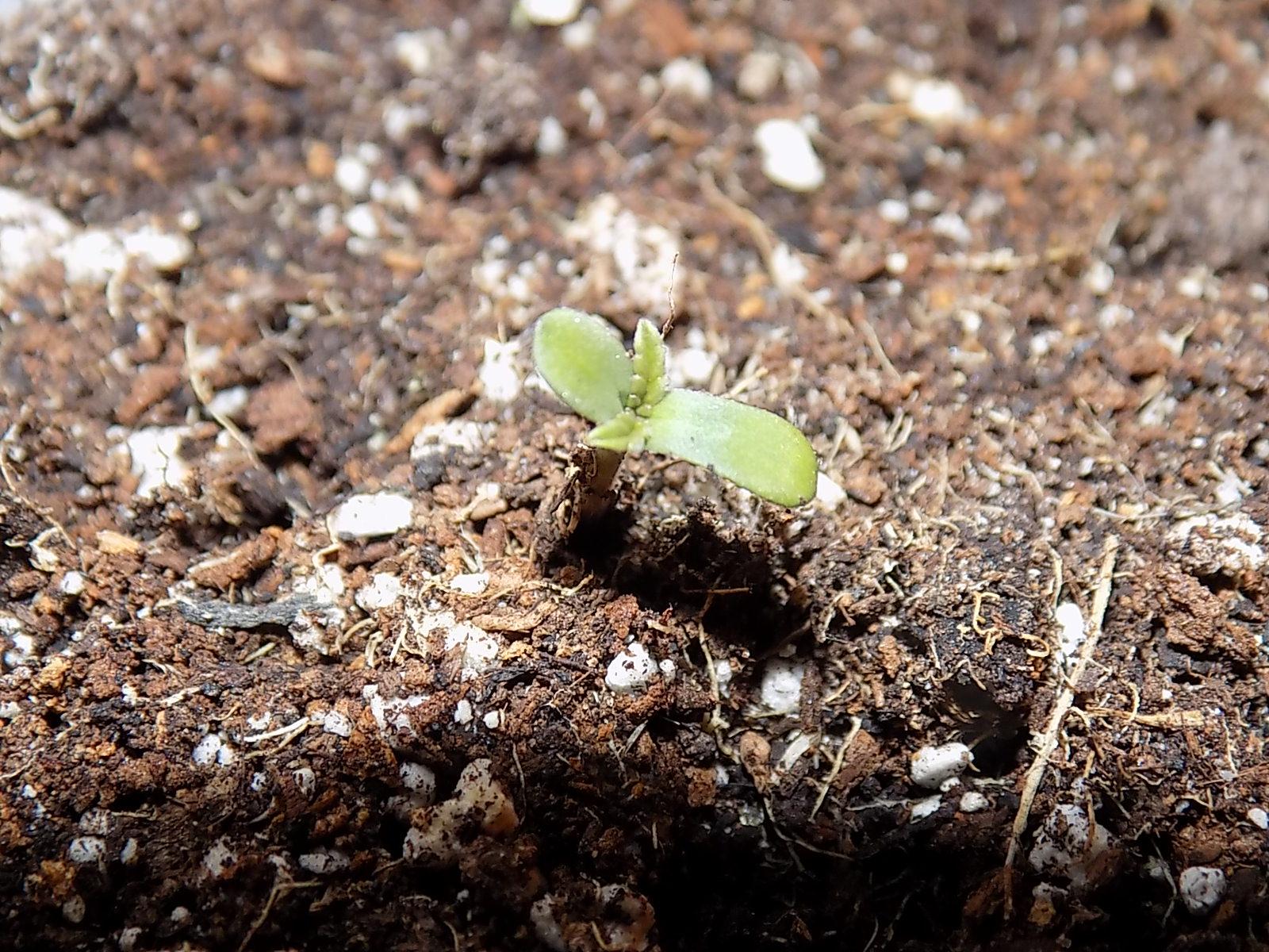 Seed Germination Wallpapers - Top Free Seed Germination Backgrounds ...