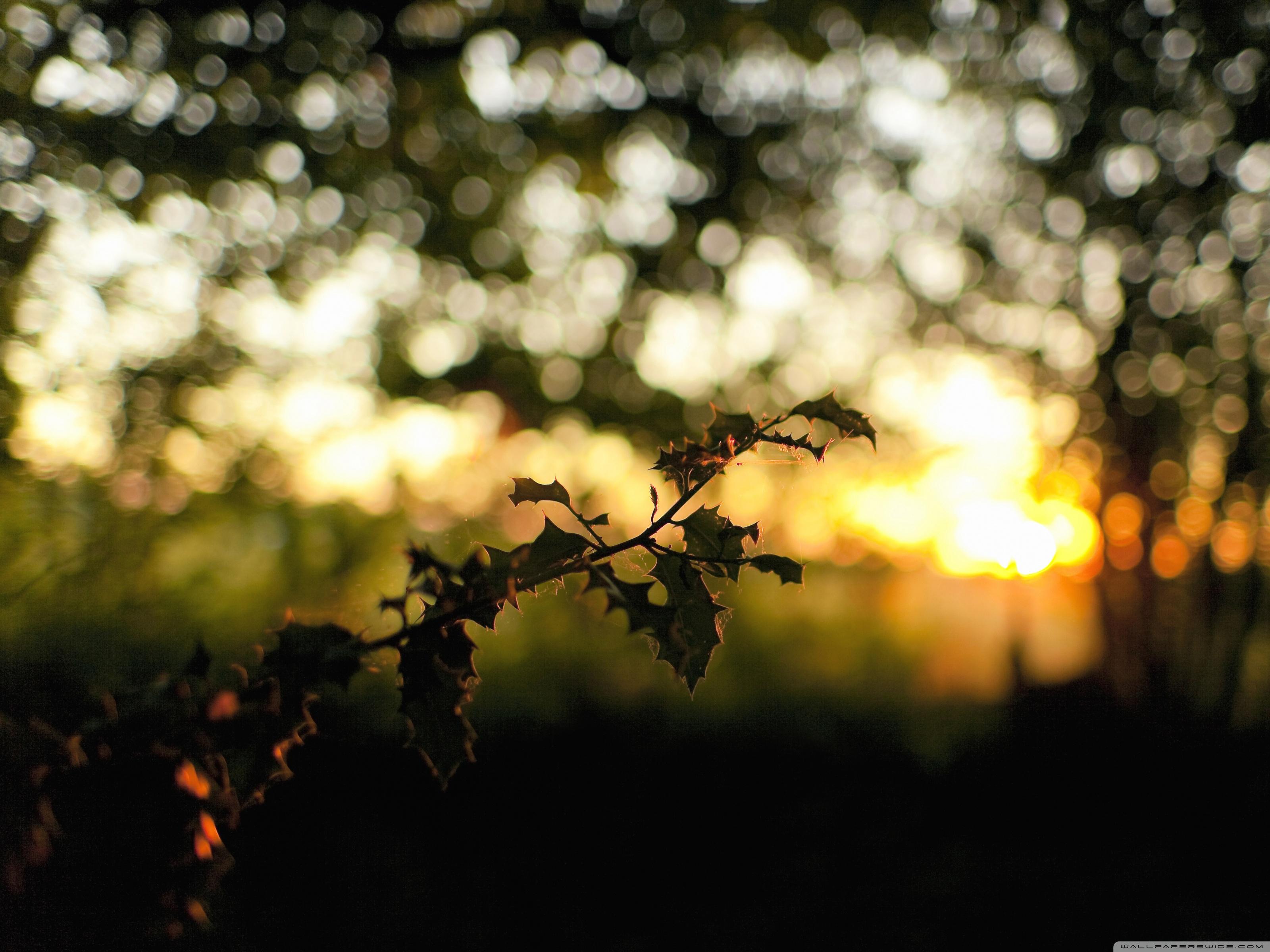 Bokeh Trees Wallpapers - Top Free Bokeh Trees Backgrounds - WallpaperAccess