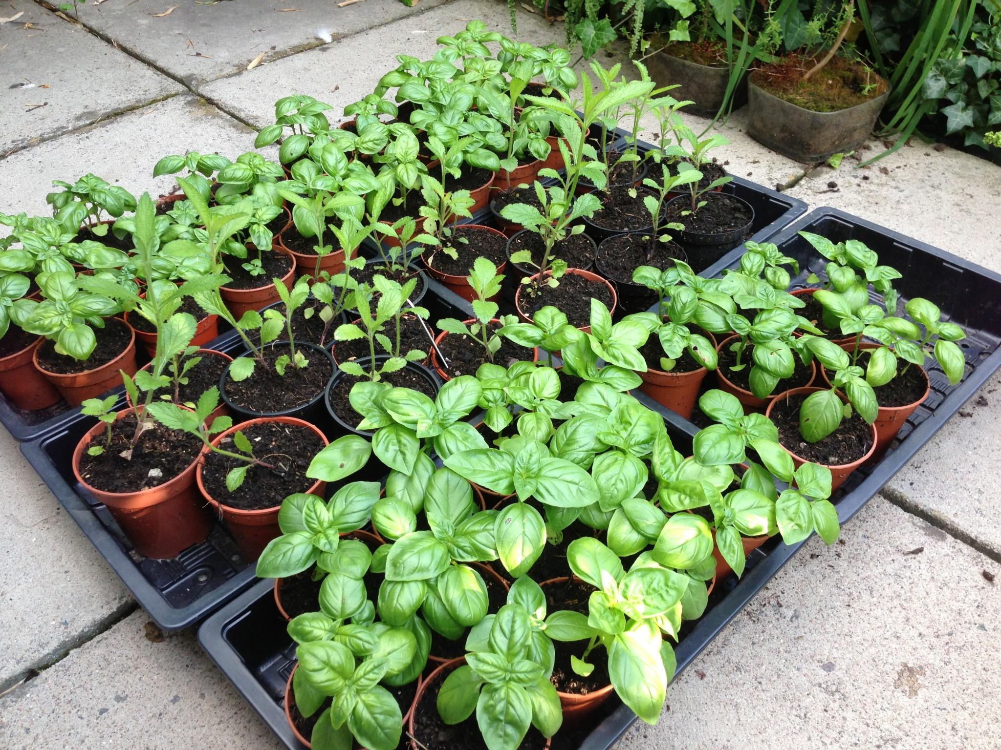 Seed Germination Wallpapers - Top Free Seed Germination Backgrounds ...