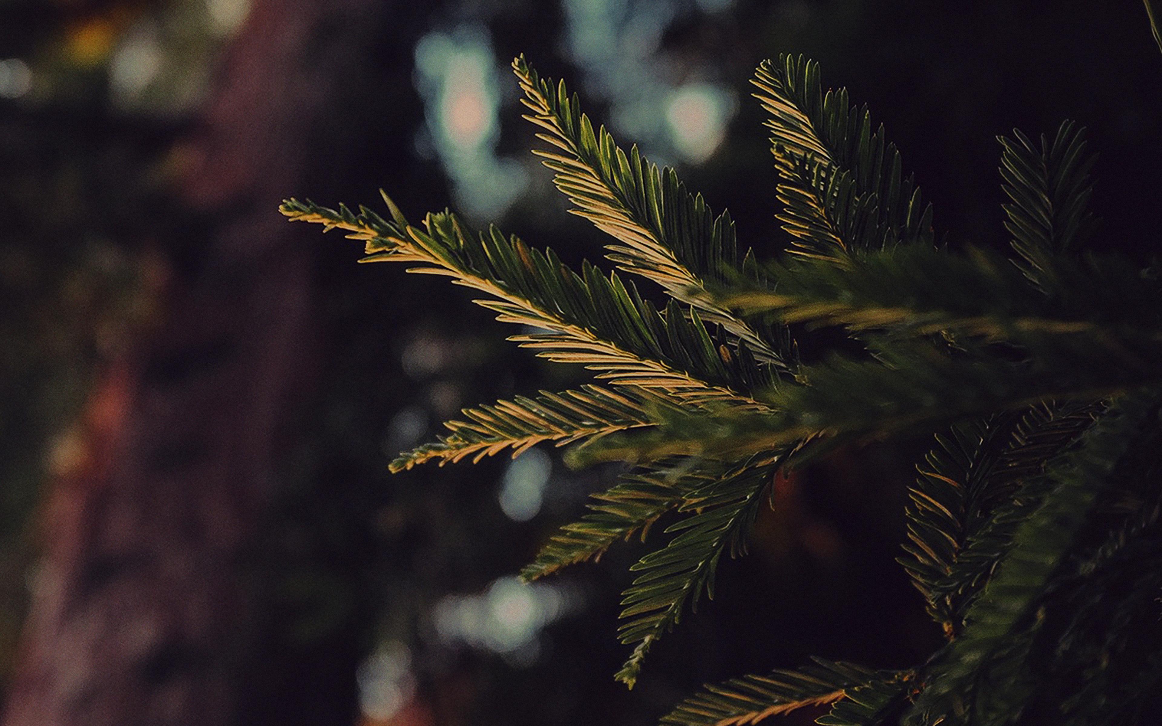 Bokeh Trees Wallpapers - Top Free Bokeh Trees Backgrounds - WallpaperAccess