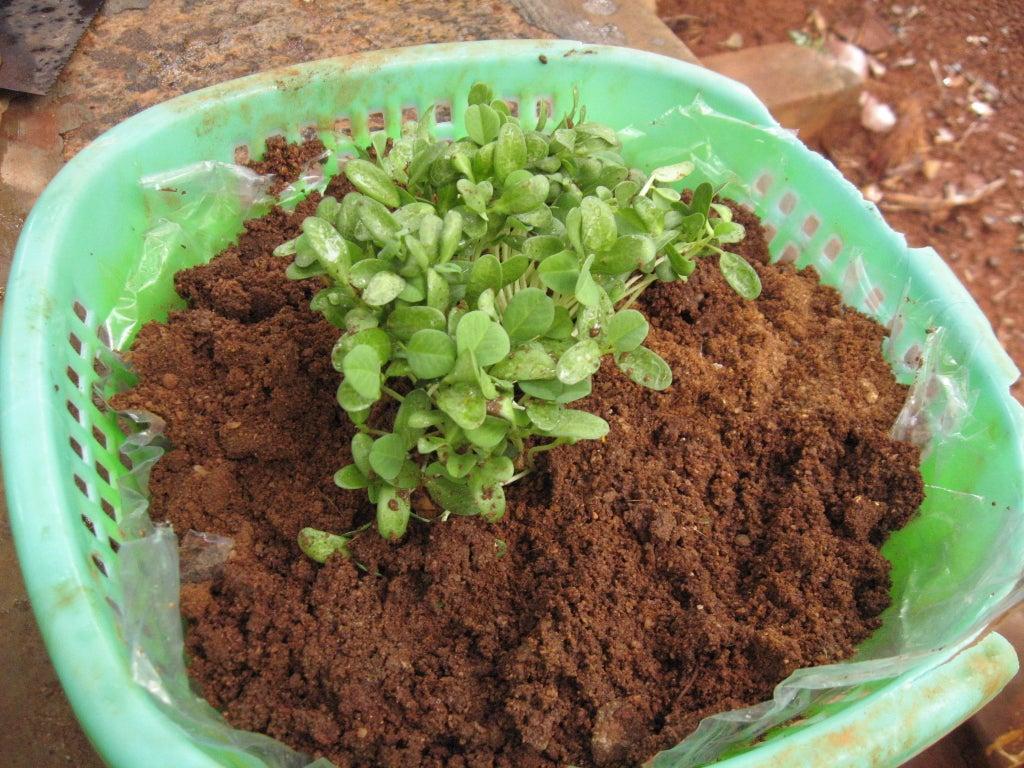 Seed Germination Wallpapers - Top Free Seed Germination Backgrounds ...