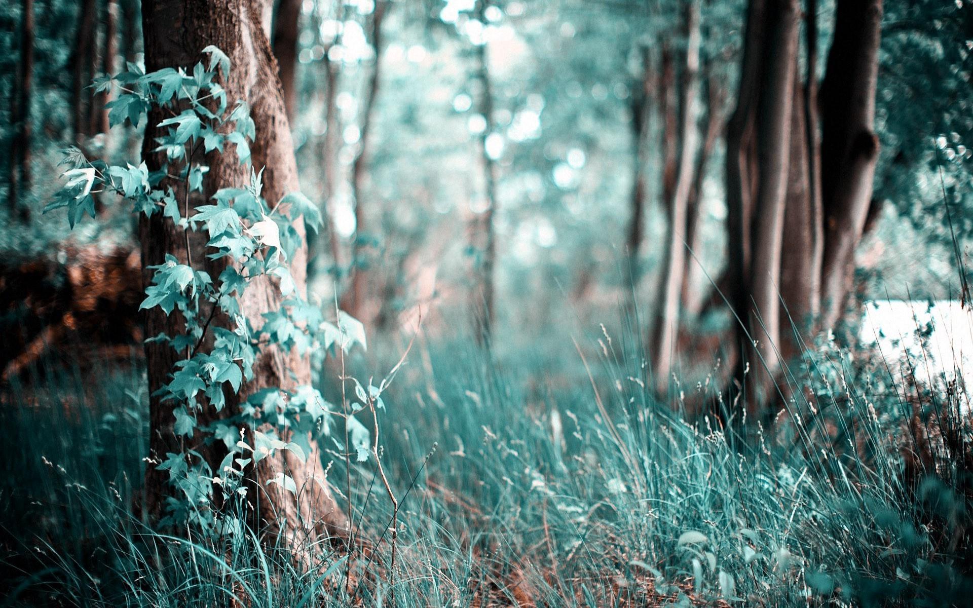Bokeh Trees Wallpapers - Top Free Bokeh Trees Backgrounds - WallpaperAccess