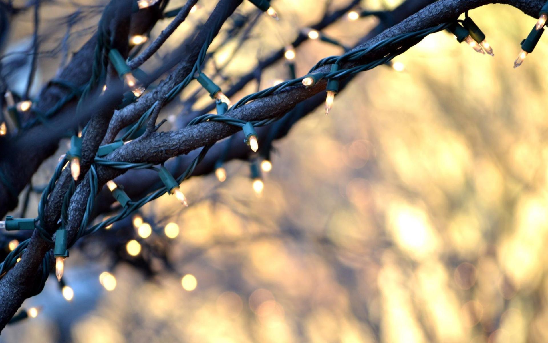 Bokeh Trees Wallpapers - Top Free Bokeh Trees Backgrounds - WallpaperAccess