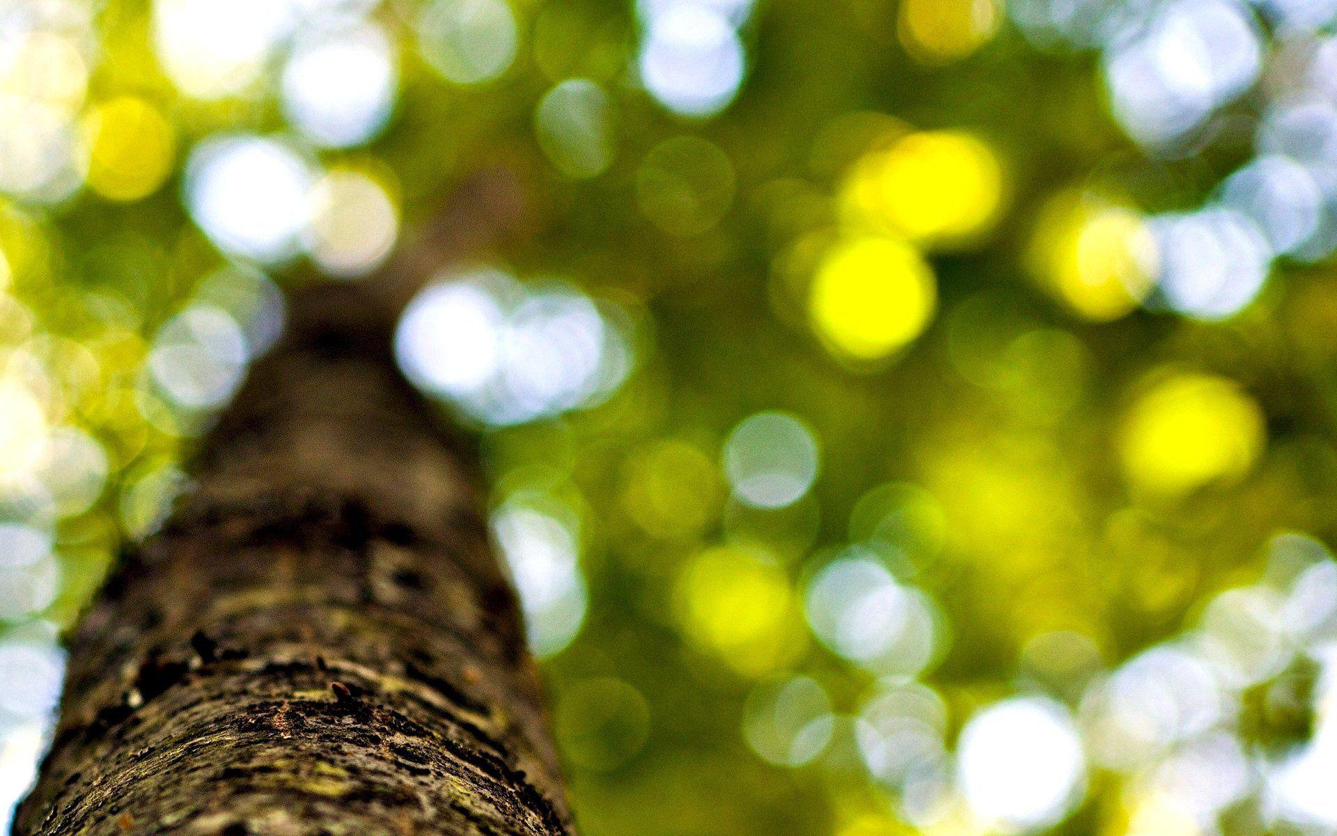 Bokeh Trees Wallpapers - Top Free Bokeh Trees Backgrounds - WallpaperAccess