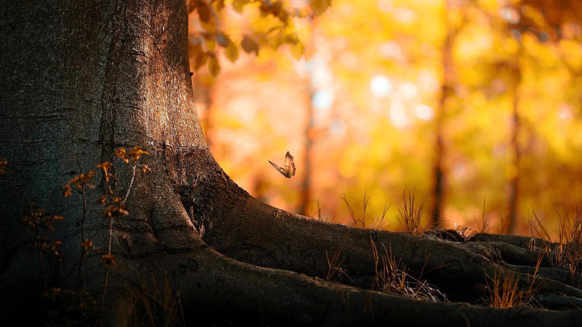 Bokeh Trees Wallpapers - Top Free Bokeh Trees Backgrounds - WallpaperAccess