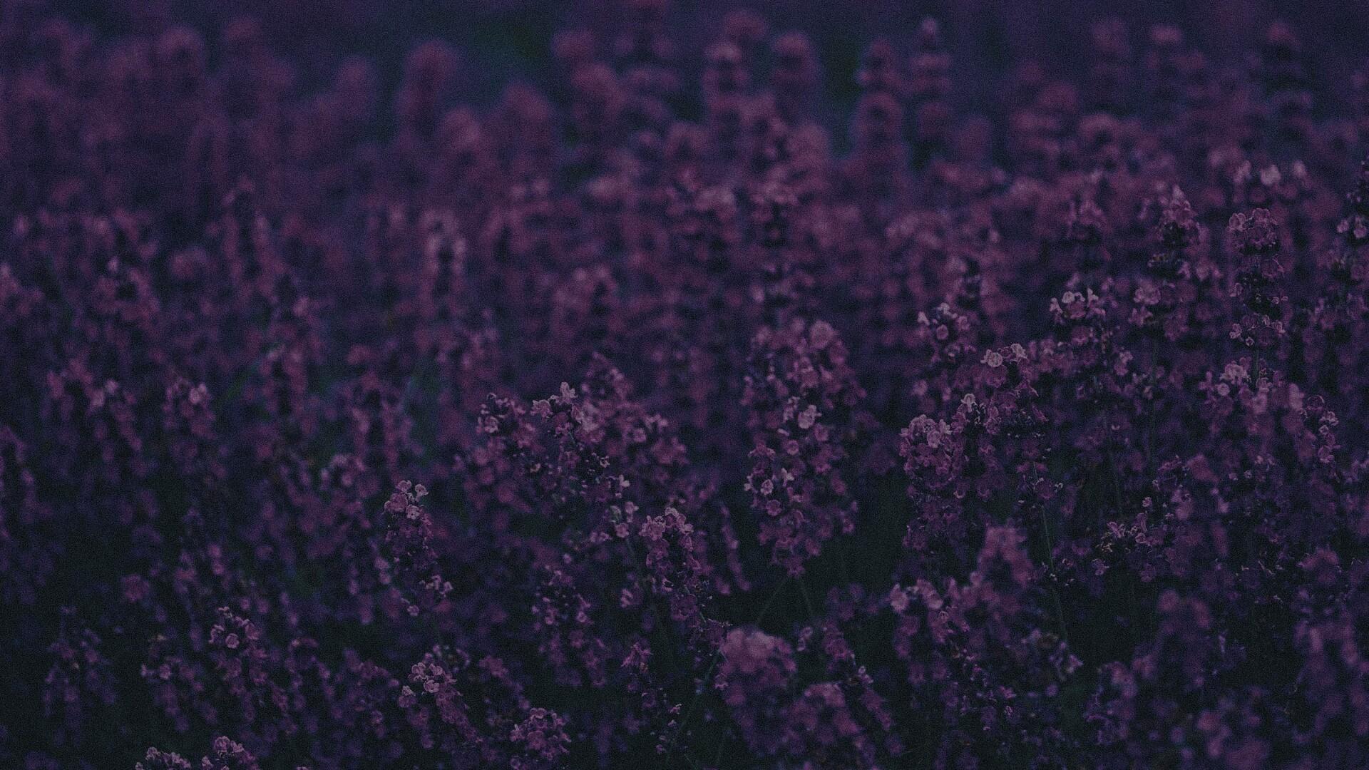 Lavender Laptop Wallpapers - Top Free Lavender Laptop Backgrounds ...