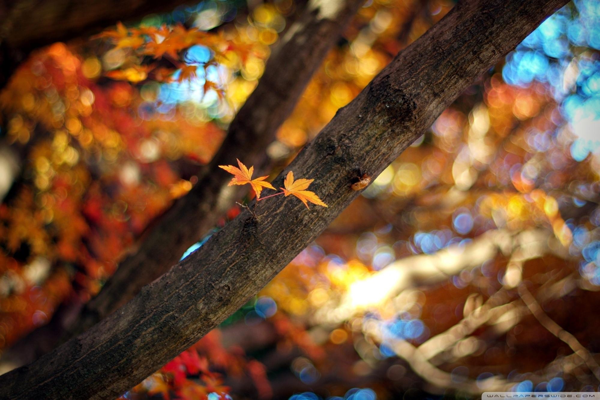 Bokeh Trees Wallpapers - Top Free Bokeh Trees Backgrounds - WallpaperAccess