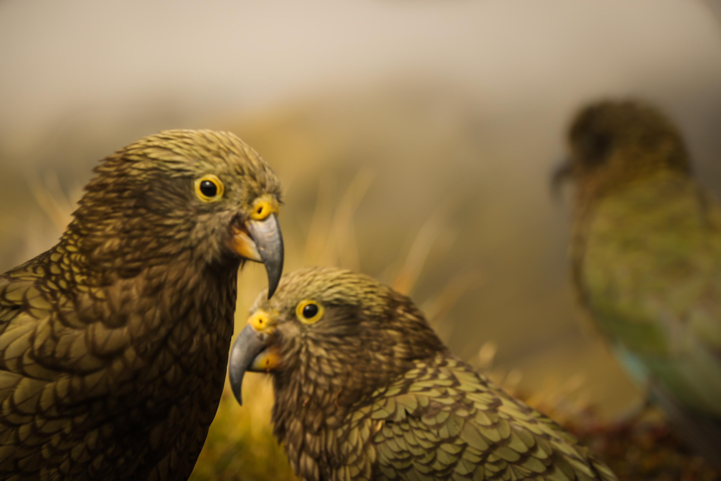 Kea Wallpapers - Top Free Kea Backgrounds - WallpaperAccess