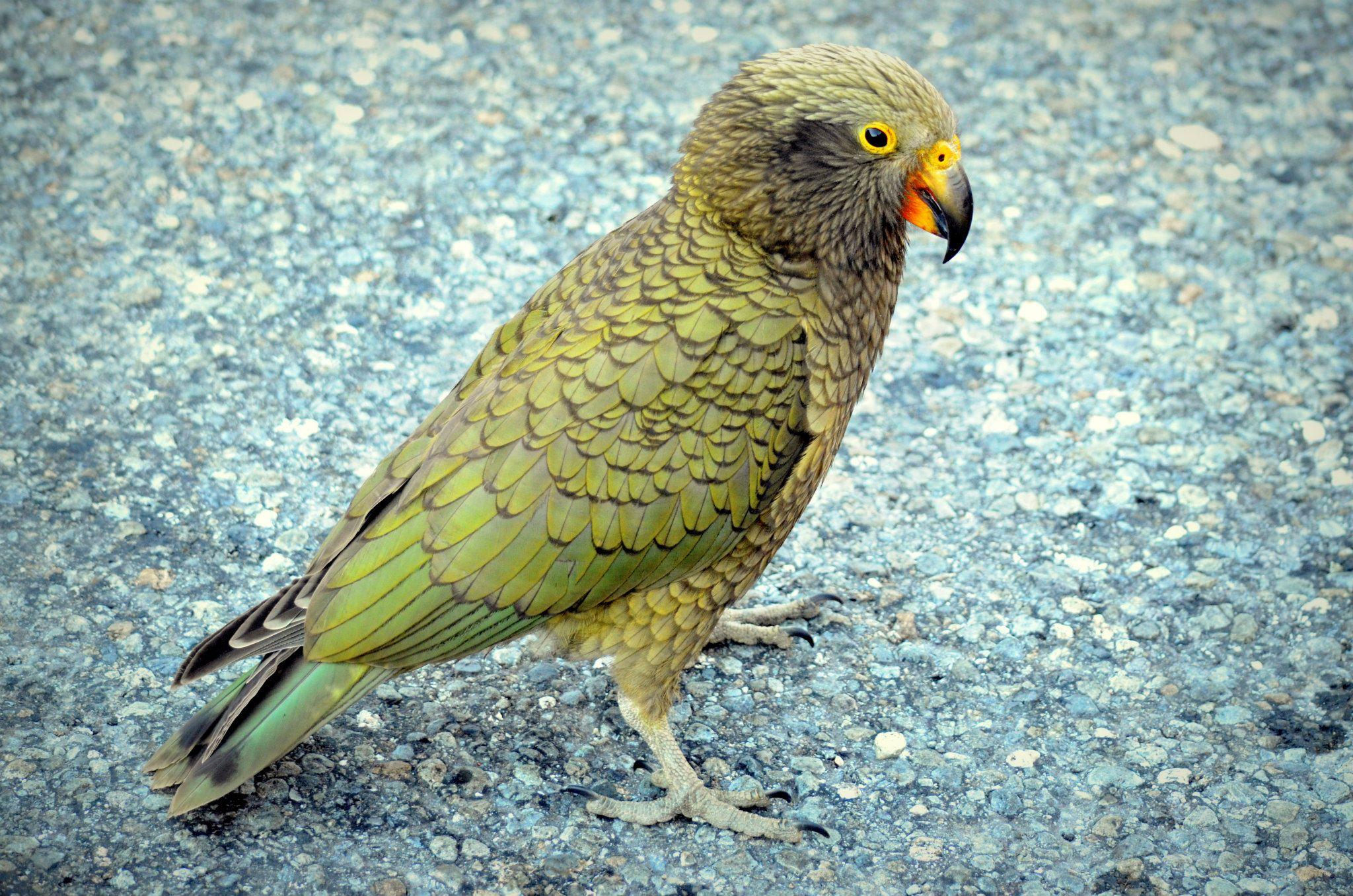 Kea Wallpapers - Top Free Kea Backgrounds - WallpaperAccess