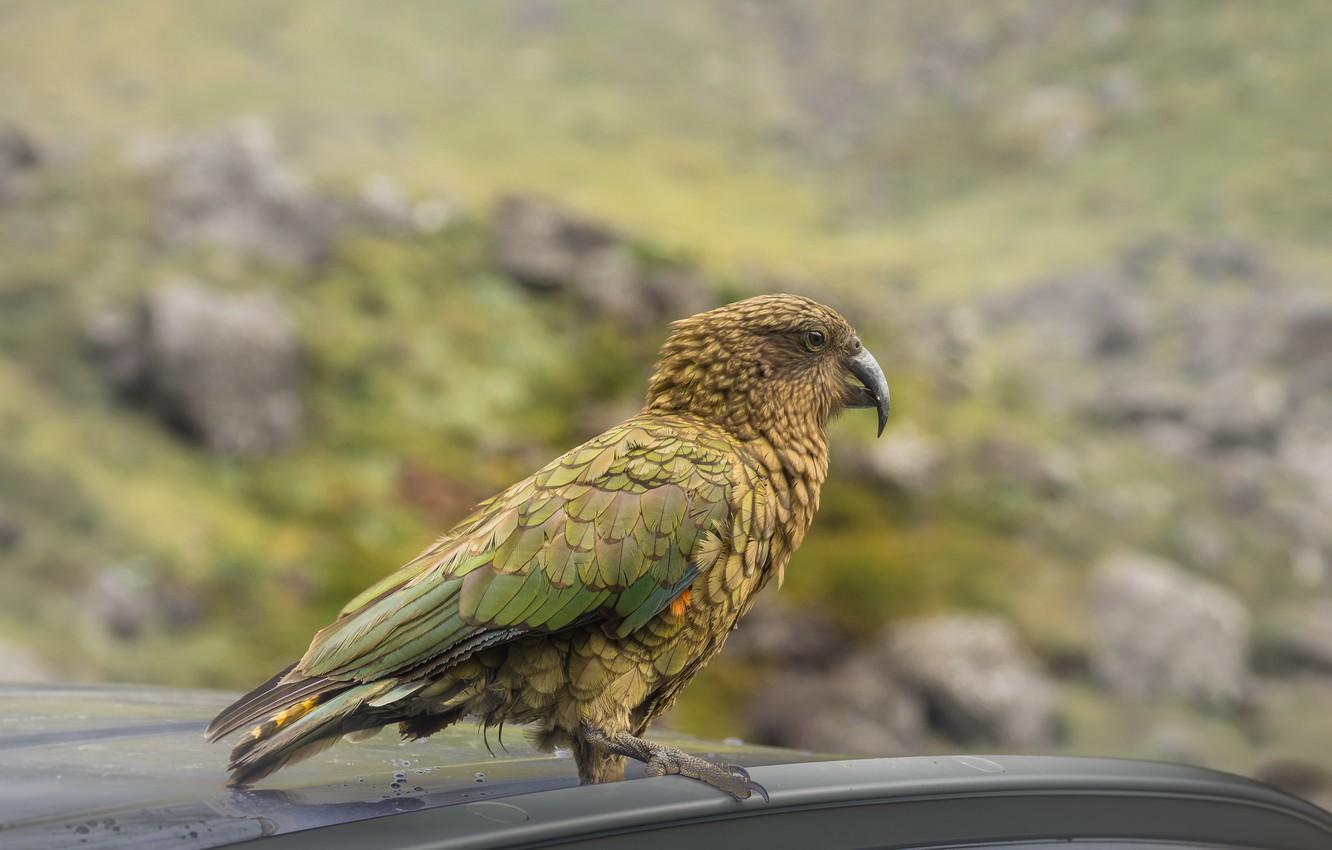 Kea Wallpapers - Top Free Kea Backgrounds - WallpaperAccess