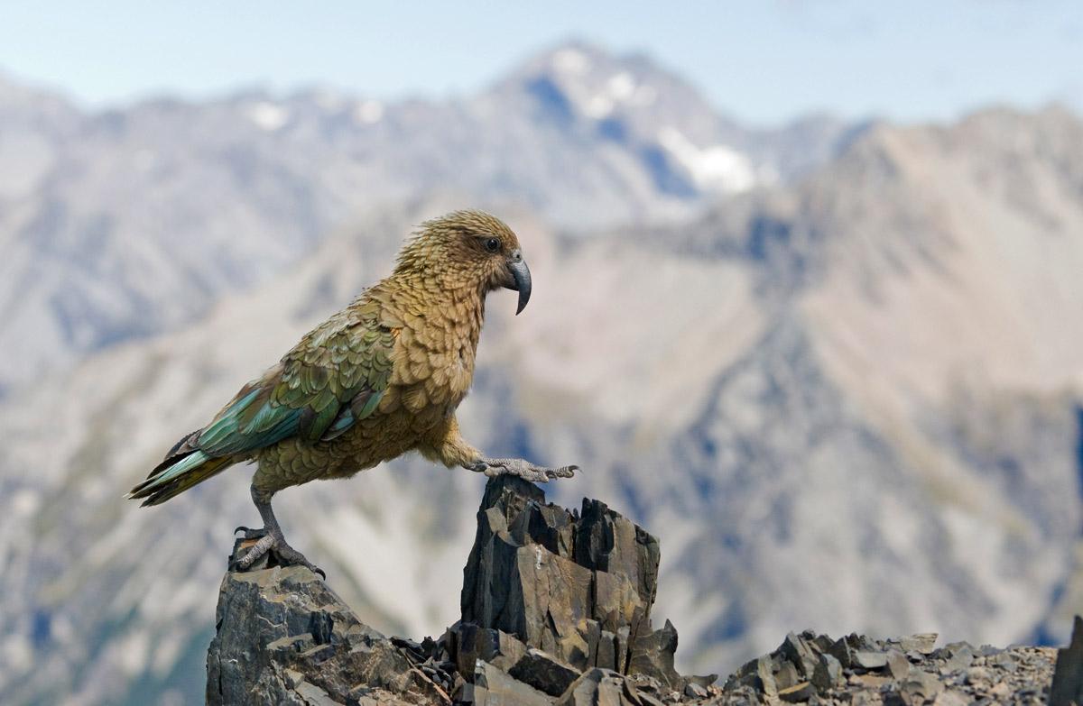 Kea Wallpapers - Top Free Kea Backgrounds - WallpaperAccess