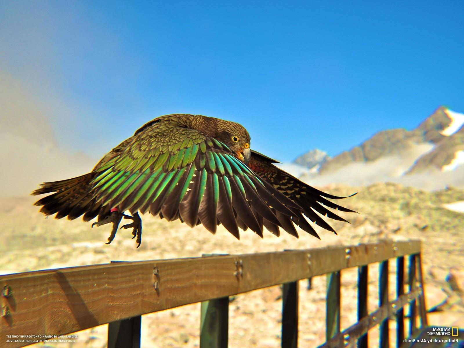 Kea Wallpapers - Top Free Kea Backgrounds - WallpaperAccess