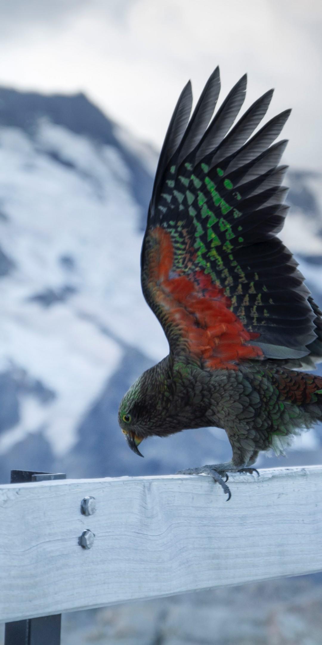 Kea Wallpapers - Top Free Kea Backgrounds - WallpaperAccess