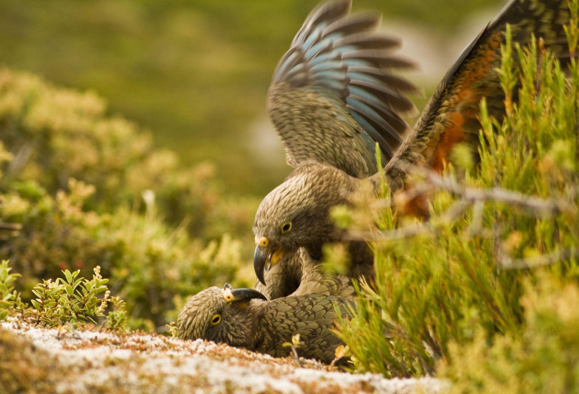 Kea Wallpapers - Top Free Kea Backgrounds - WallpaperAccess