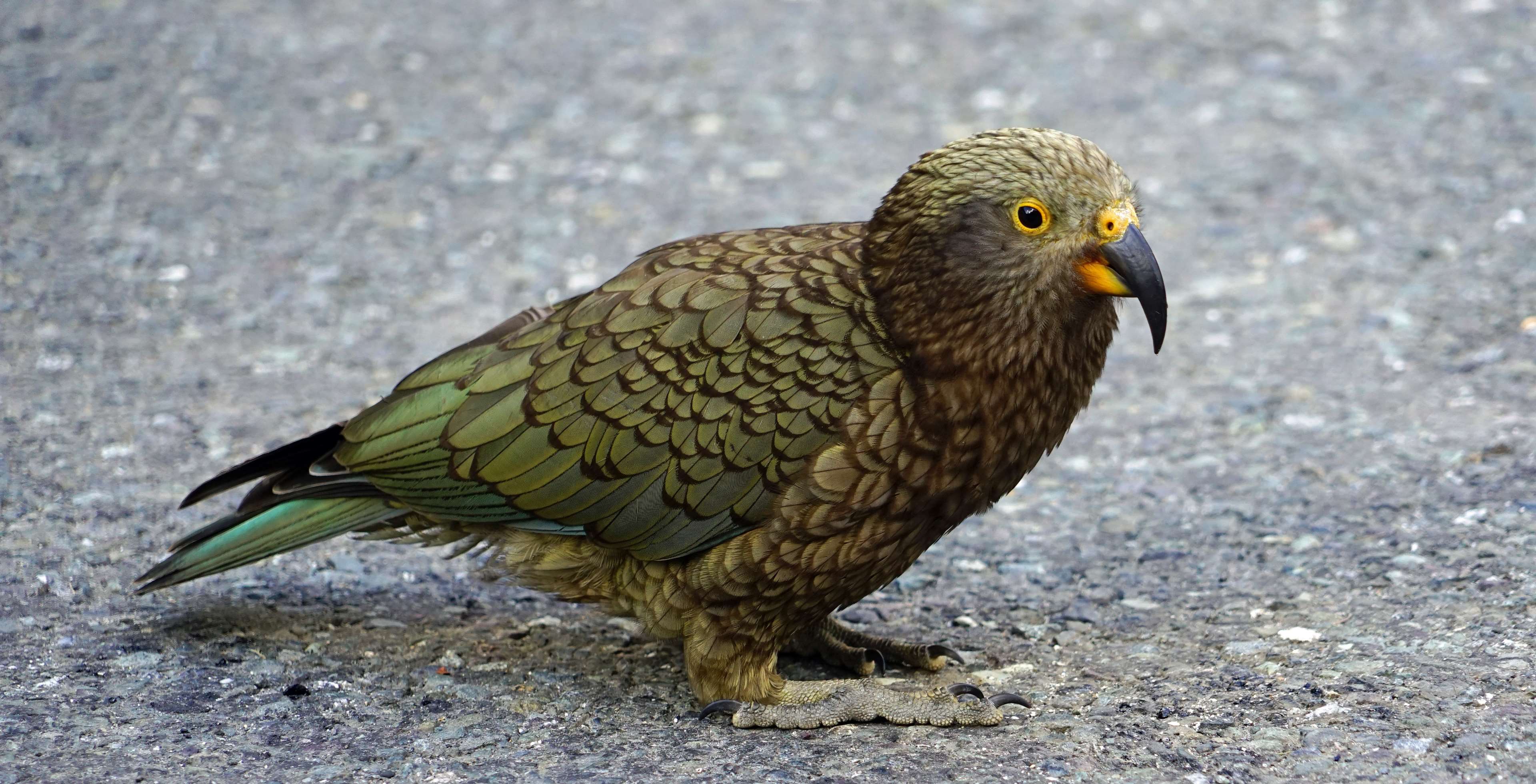 Kea Wallpapers - Top Free Kea Backgrounds - WallpaperAccess