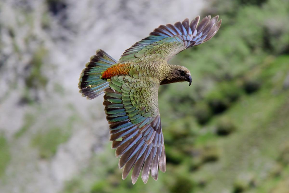 Kea Wallpapers - Top Free Kea Backgrounds - WallpaperAccess