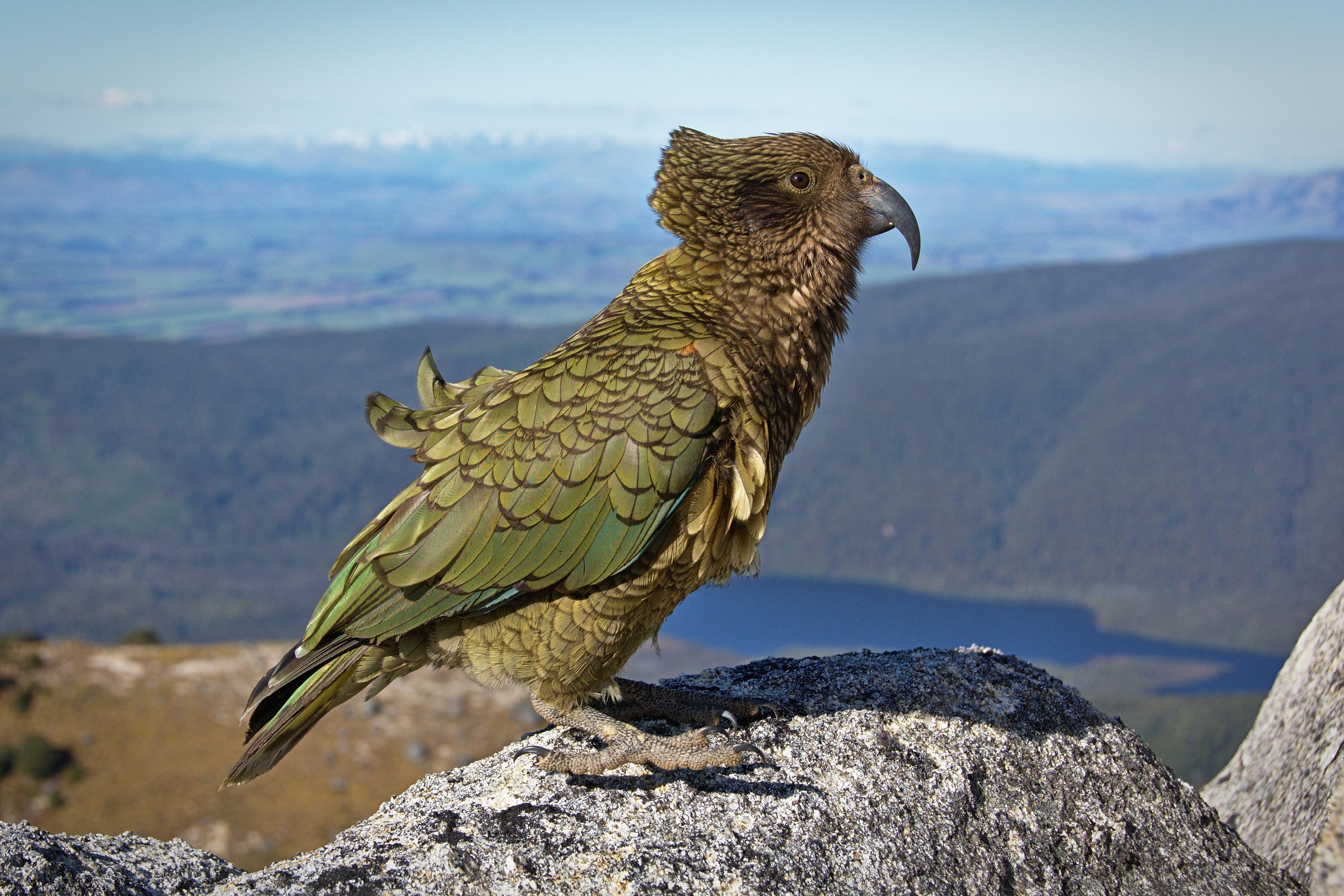 Kea Wallpapers - Top Free Kea Backgrounds - WallpaperAccess