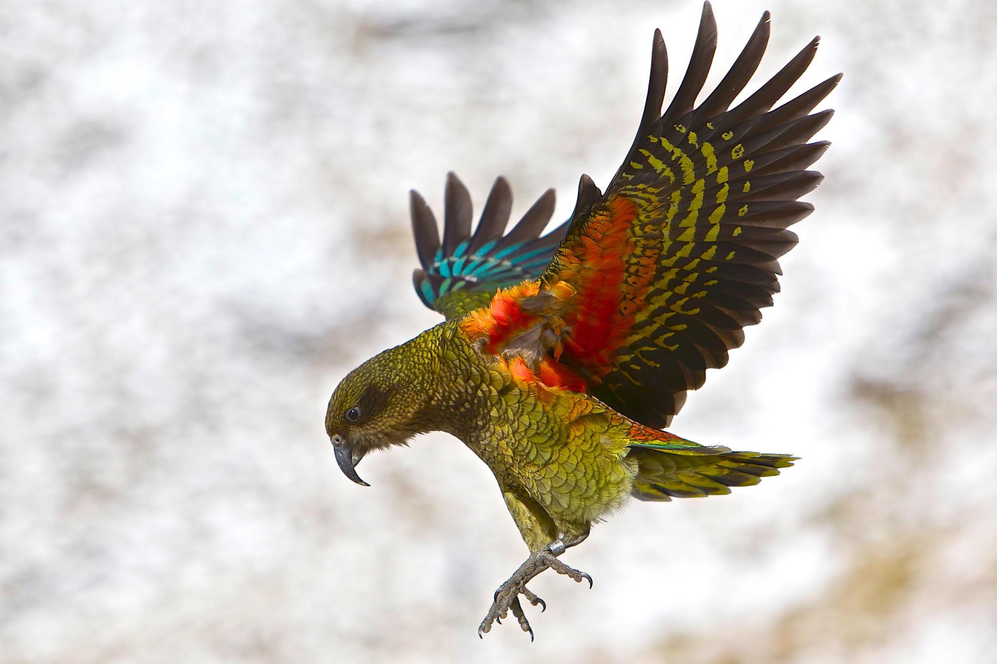 Kea Wallpapers - Top Free Kea Backgrounds - WallpaperAccess