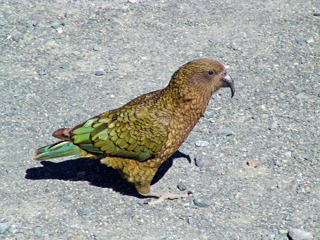 Kea Wallpapers - Top Free Kea Backgrounds - WallpaperAccess