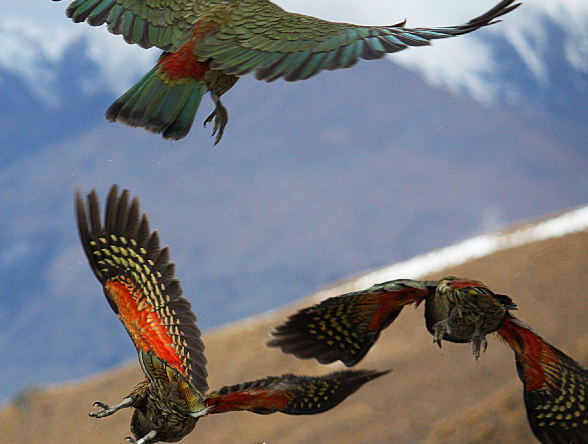 Kea Wallpapers - Top Free Kea Backgrounds - WallpaperAccess