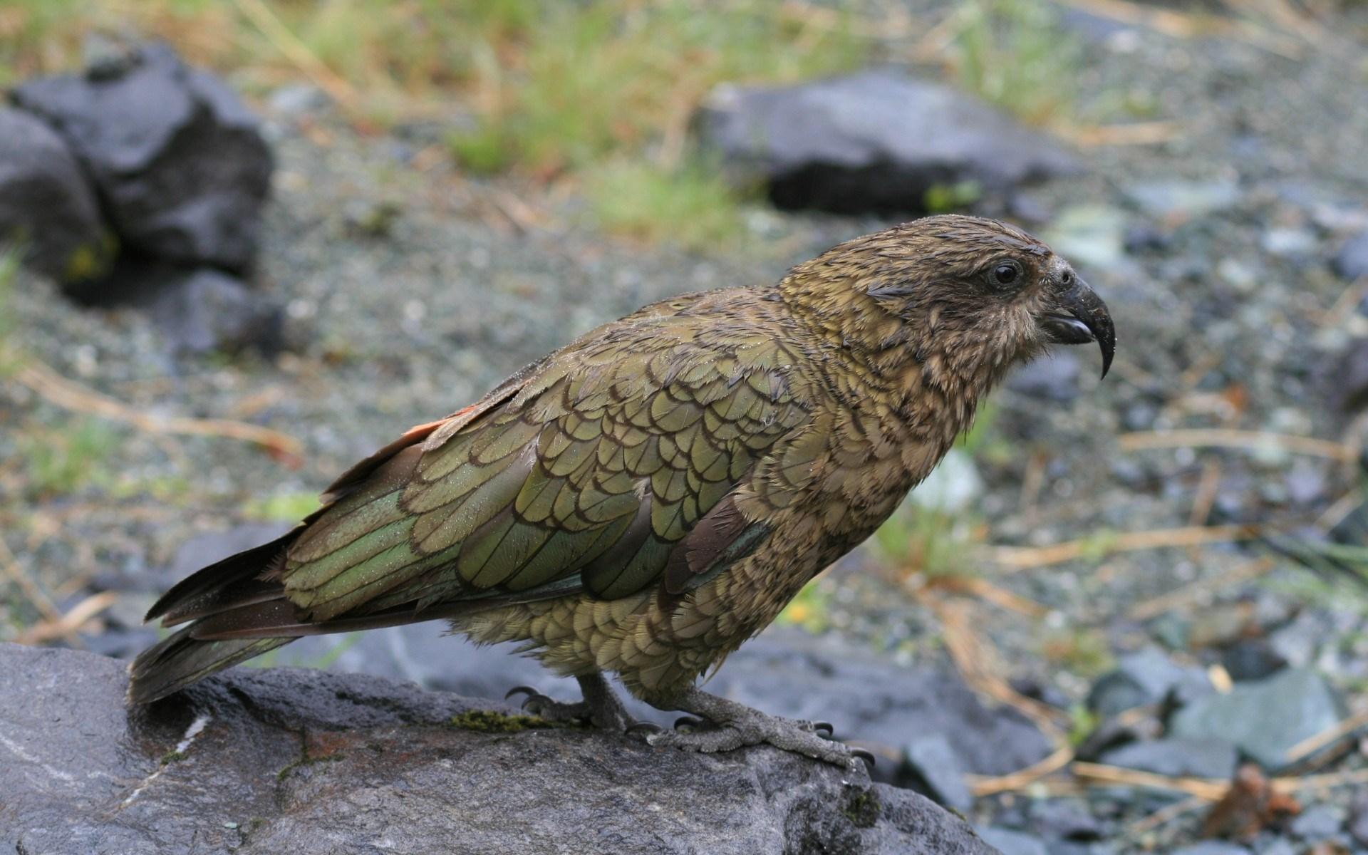 Kea Wallpapers - Top Free Kea Backgrounds - WallpaperAccess