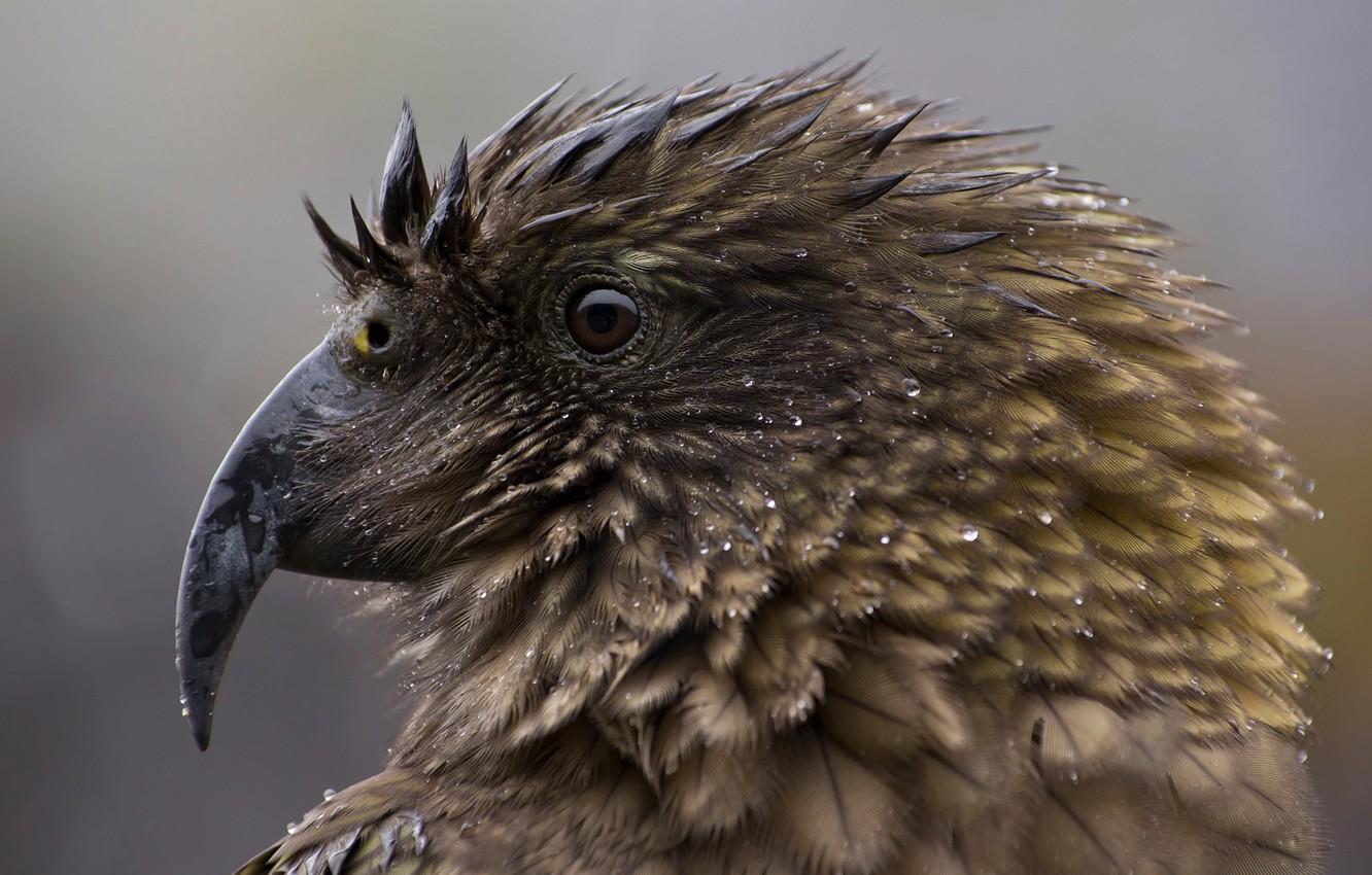 Kea Wallpapers - Top Free Kea Backgrounds - WallpaperAccess