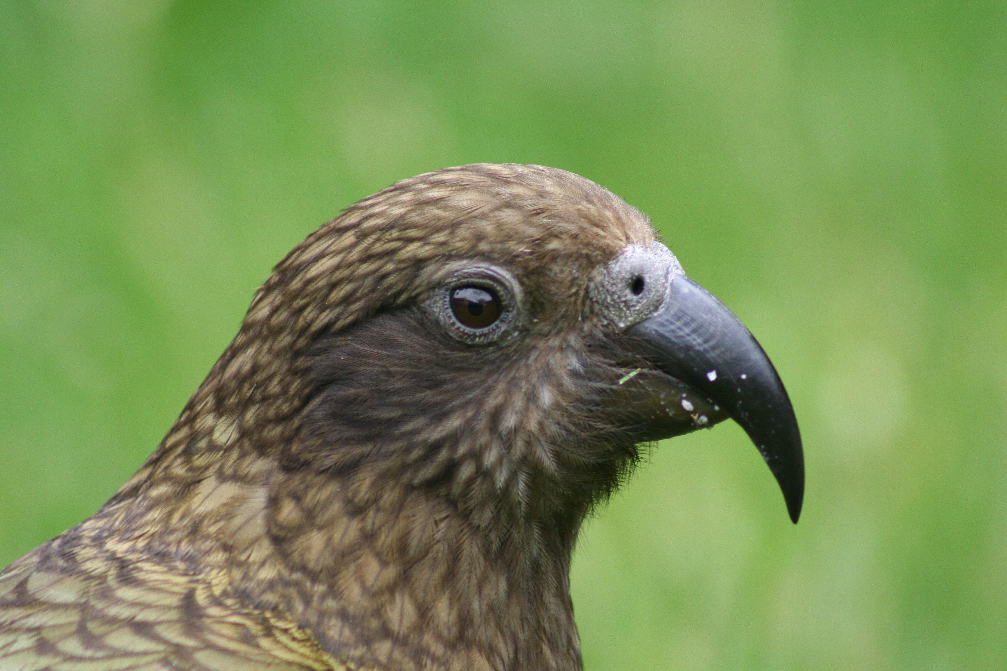 Kea Wallpapers - Top Free Kea Backgrounds - WallpaperAccess