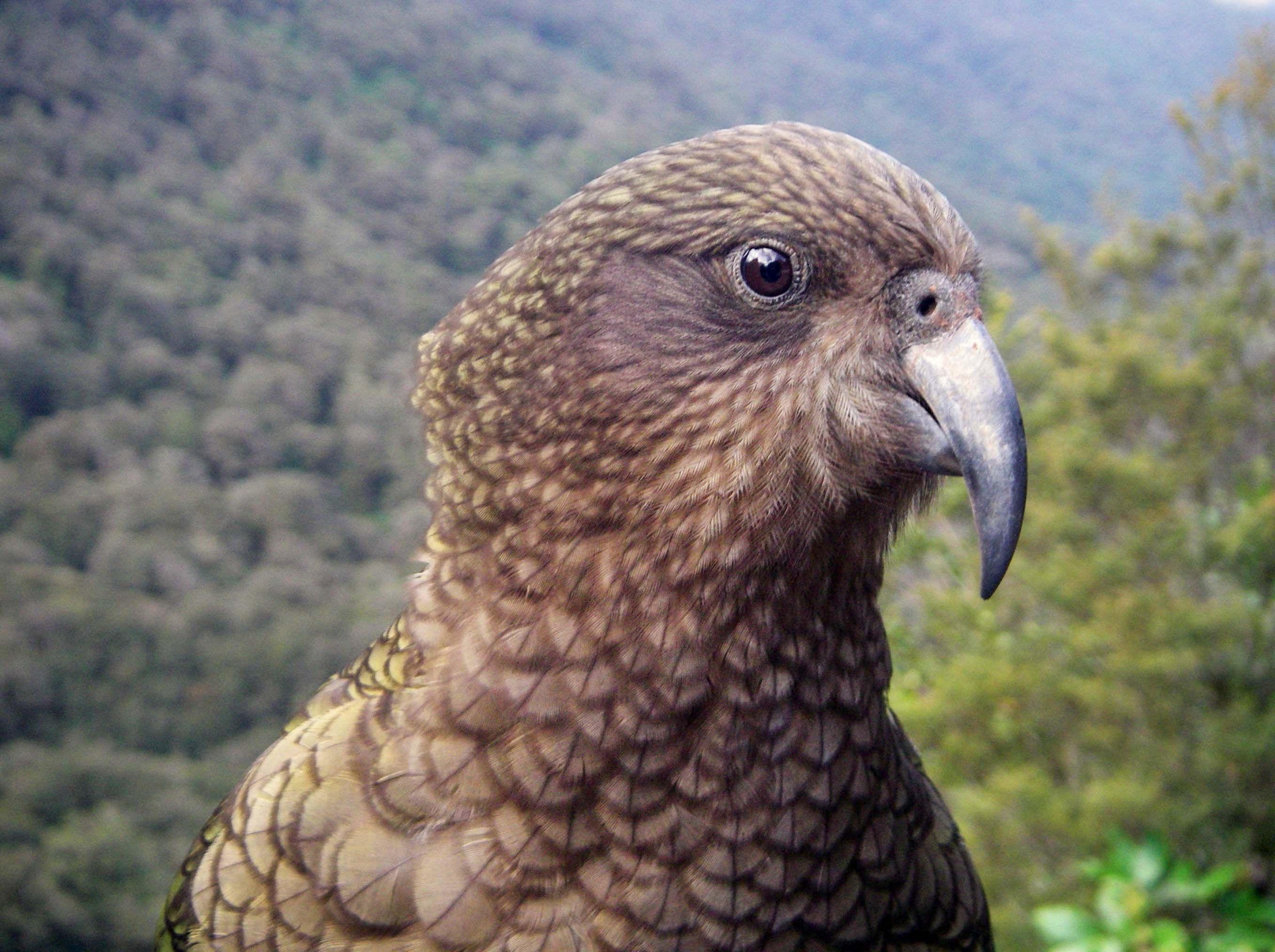 Kea Wallpapers - Top Free Kea Backgrounds - WallpaperAccess