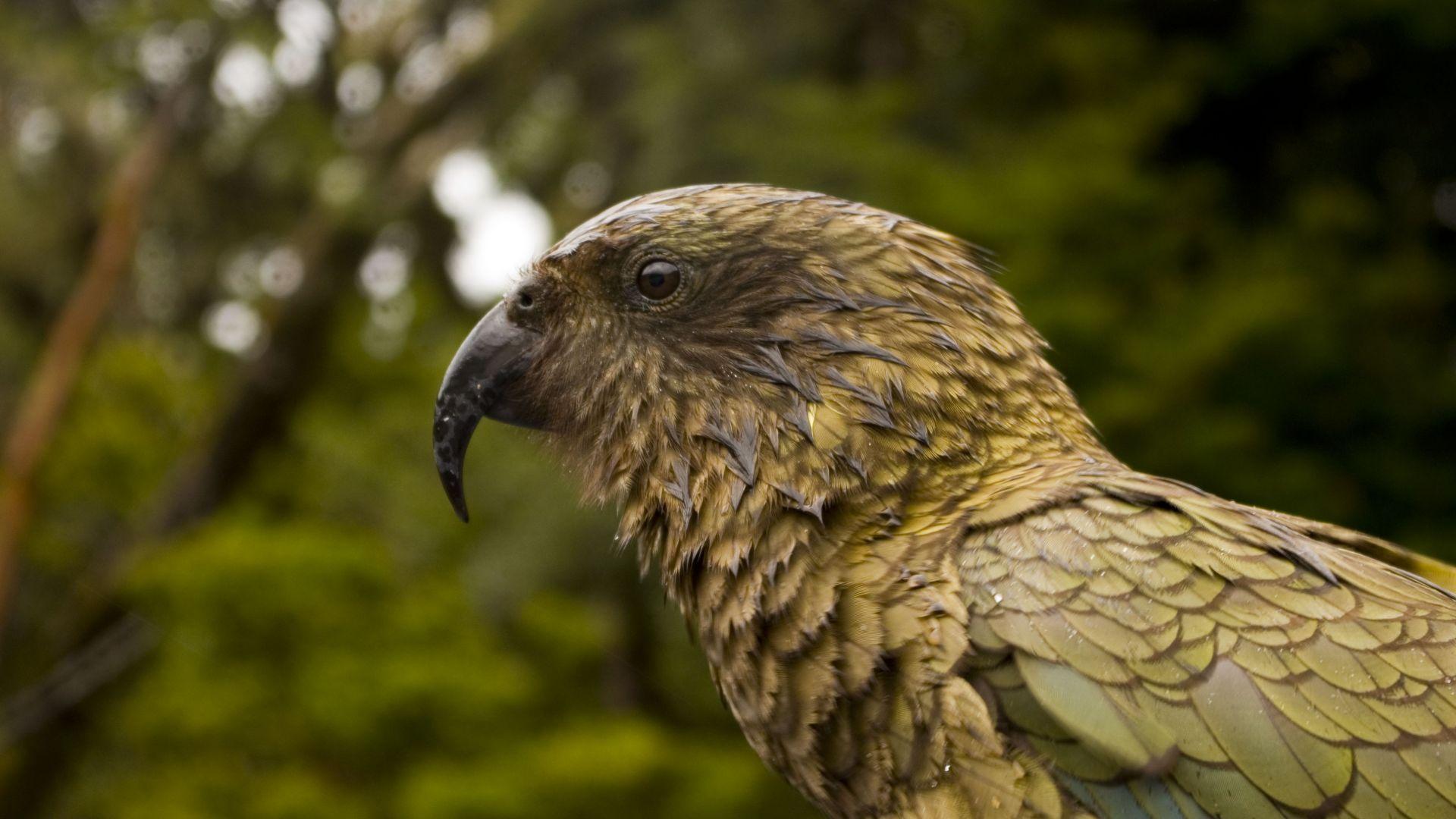 Kea Wallpapers - Top Free Kea Backgrounds - WallpaperAccess
