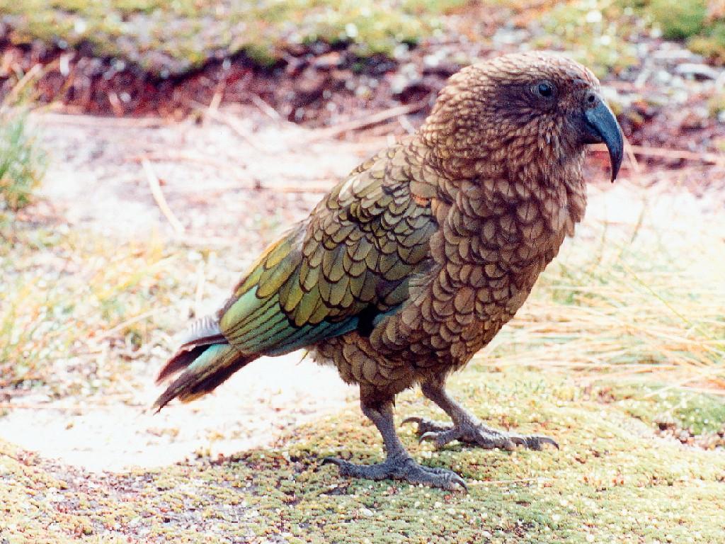 Kea Wallpapers - Top Free Kea Backgrounds - WallpaperAccess