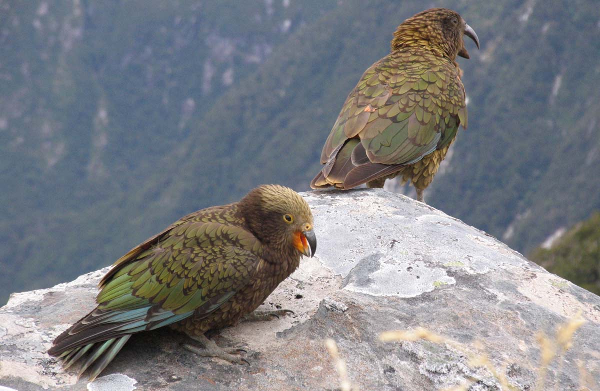 Kea Wallpapers - Top Free Kea Backgrounds - WallpaperAccess