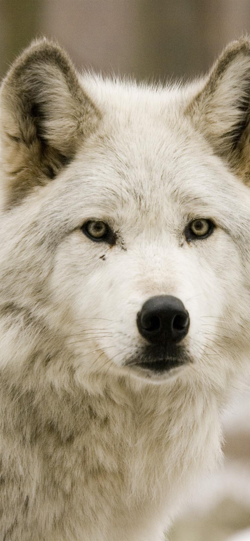 Wolves iPhone Wallpapers - Top Free Wolves iPhone Backgrounds ...