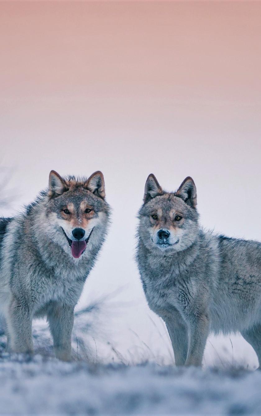 Wolves iPhone Wallpapers - Top Free Wolves iPhone Backgrounds ...