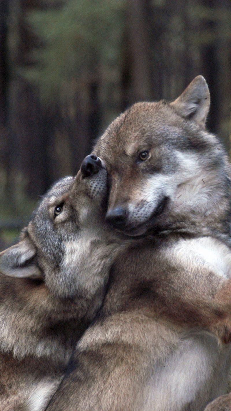Wolves iPhone Wallpapers - Top Free Wolves iPhone Backgrounds ...