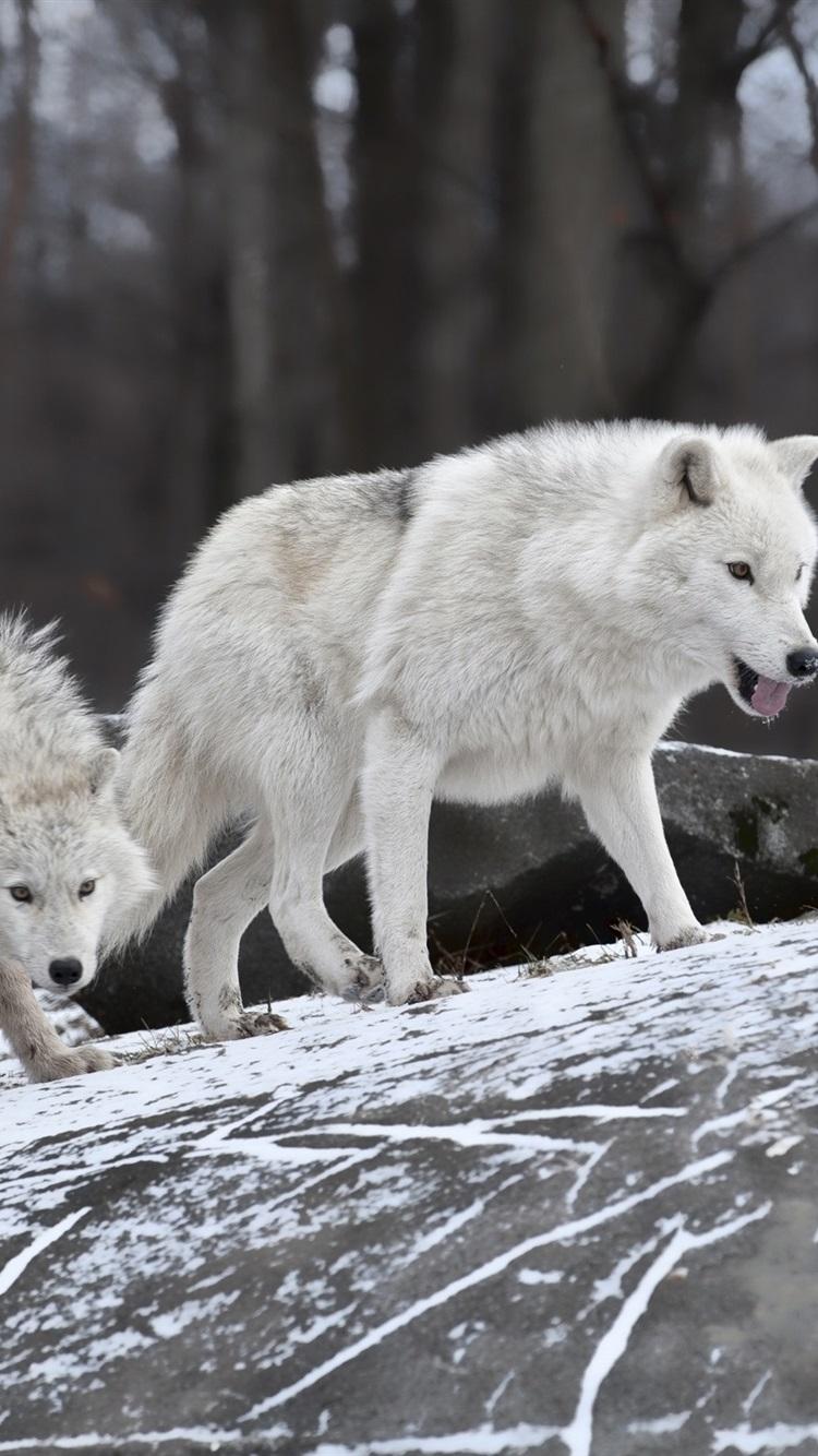 Wolves iPhone Wallpapers - Top Free Wolves iPhone Backgrounds ...