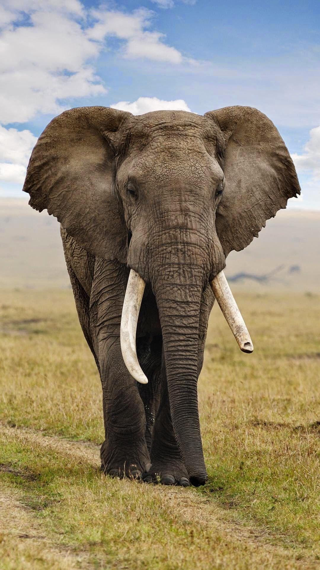 Elephant Phone Wallpapers - Top Free Elephant Phone Backgrounds ...