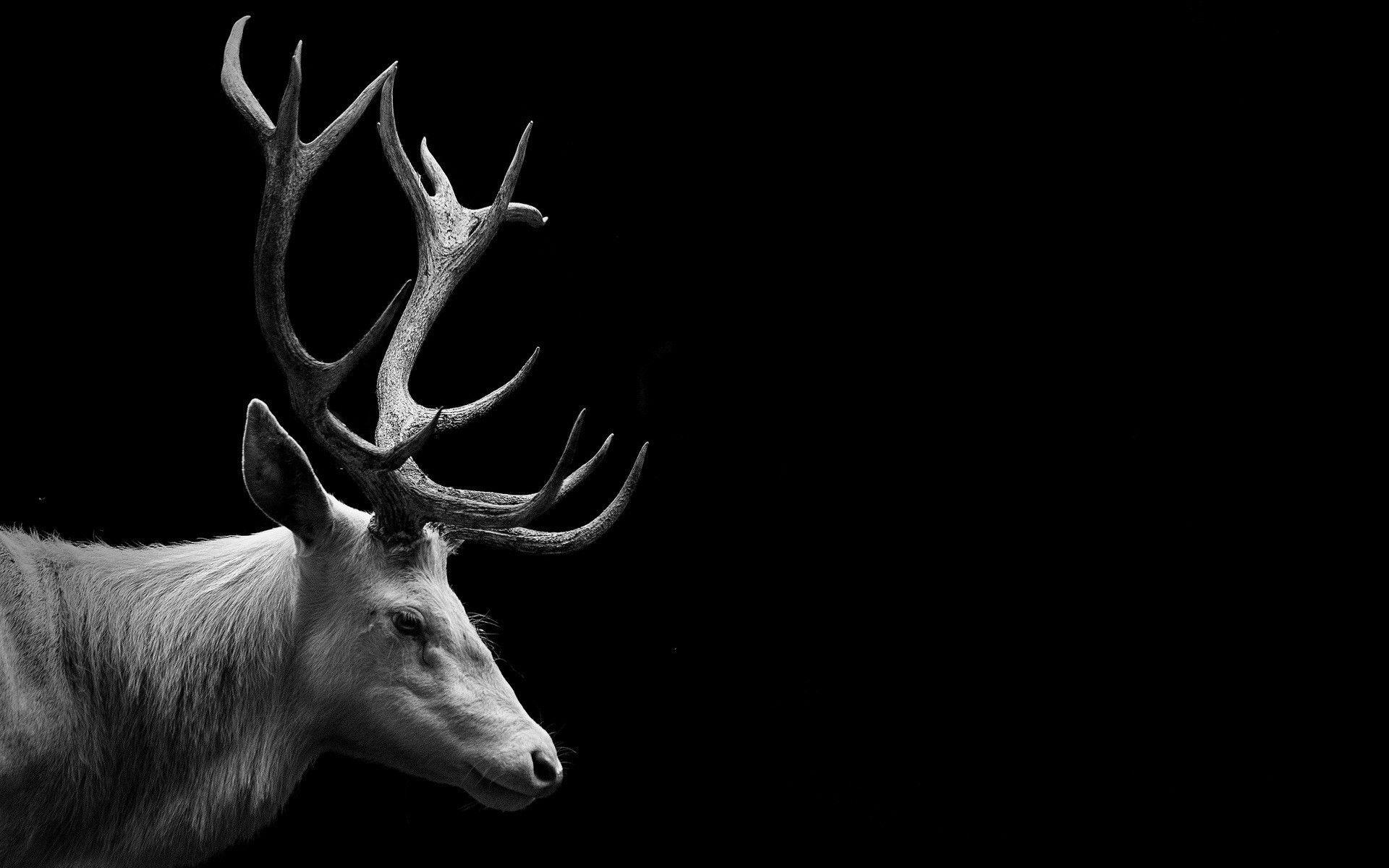Dark Deer Wallpapers - Top Free Dark Deer Backgrounds - WallpaperAccess