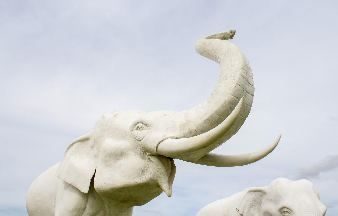 White Elephant Wallpapers - Top Free White Elephant Backgrounds ...