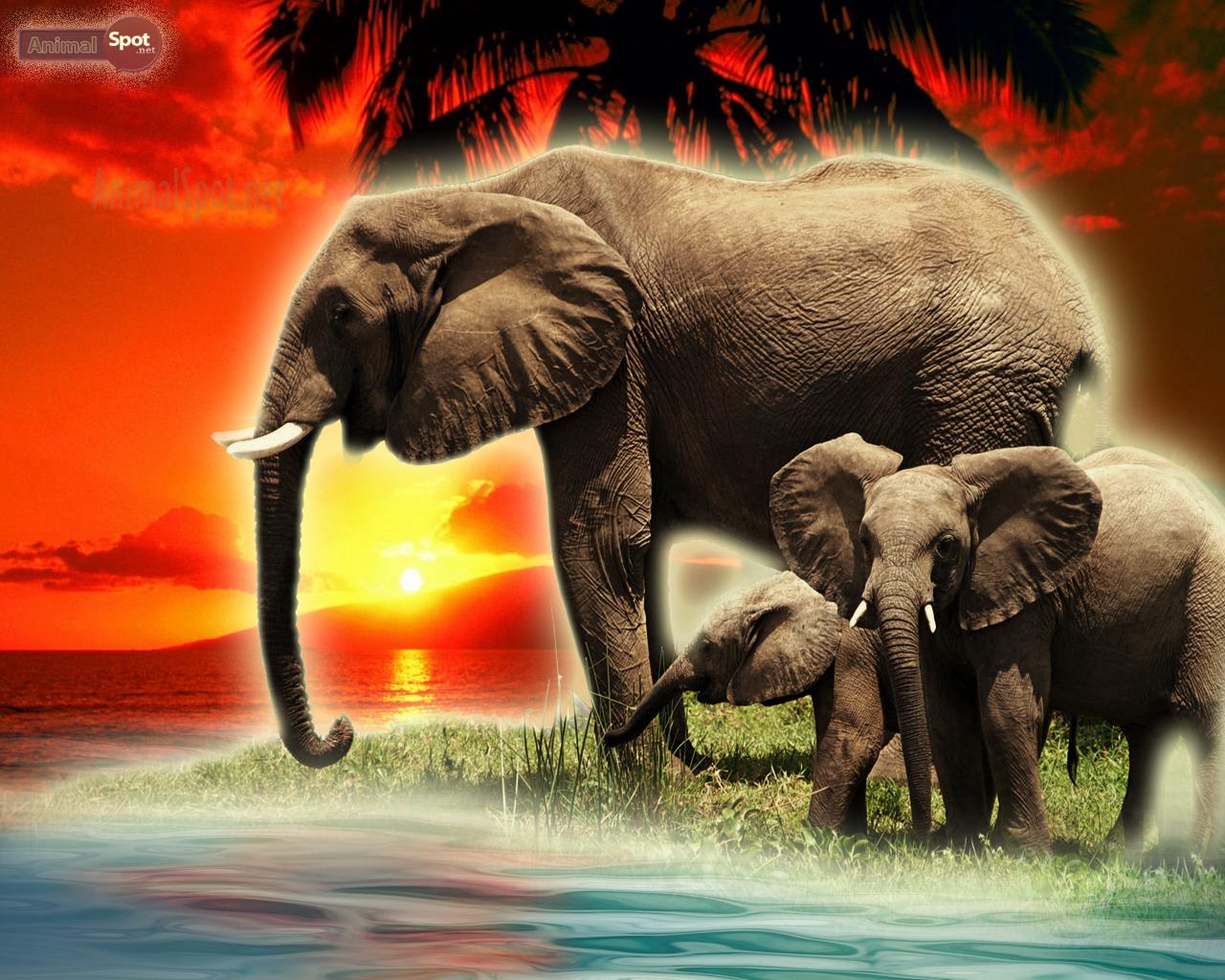 Elephant Desktop Wallpapers - Top Free Elephant Desktop Backgrounds ...