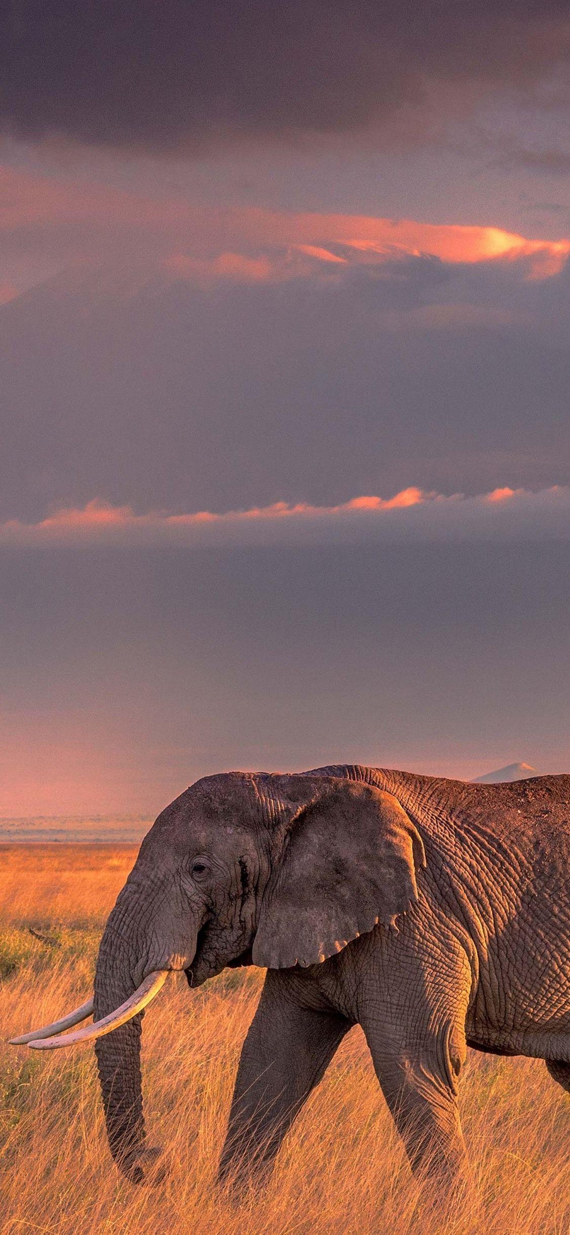 Elephant Phone Wallpapers - Top Free Elephant Phone Backgrounds ...