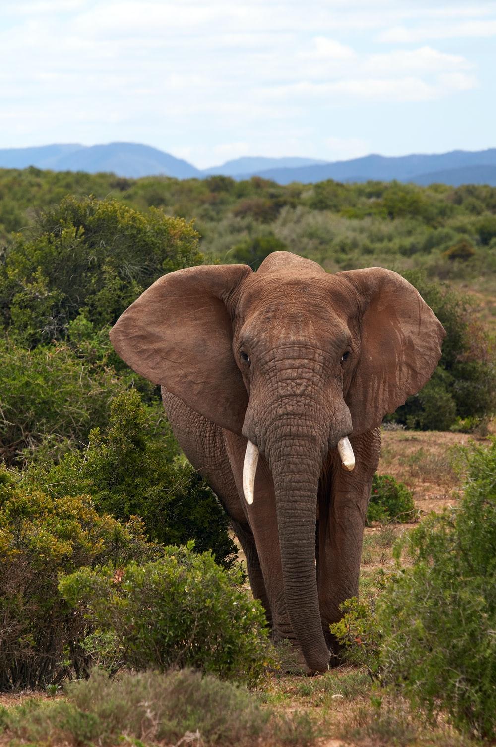 Elephant Phone Wallpapers - Top Free Elephant Phone Backgrounds ...