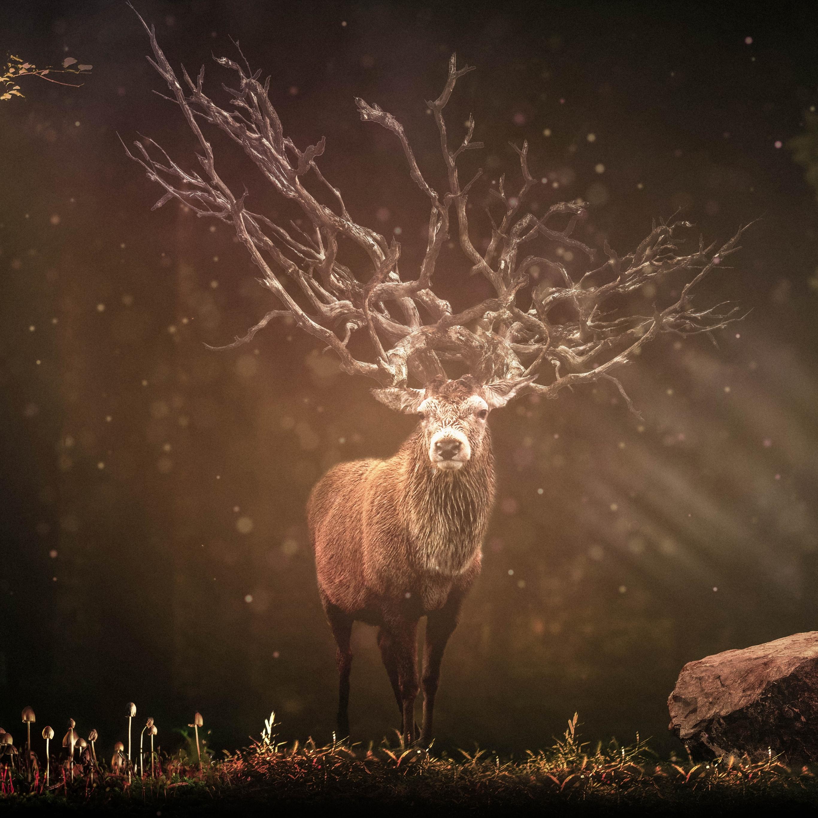 Dark Deer Wallpapers - Top Free Dark Deer Backgrounds - WallpaperAccess