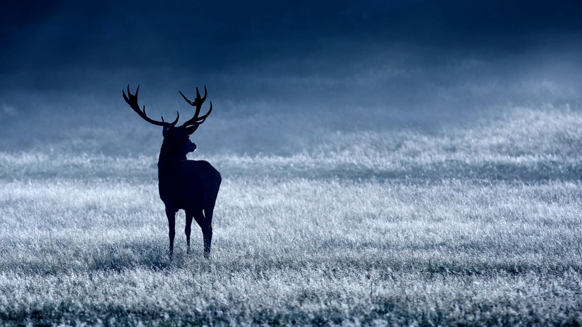 Dark Deer Wallpapers - Top Free Dark Deer Backgrounds - WallpaperAccess