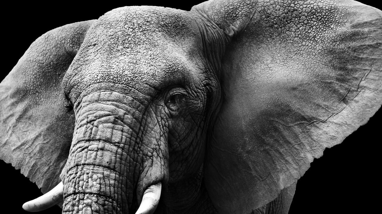 Baby Elephant Dark Wallpapers - Top Free Baby Elephant Dark Backgrounds ...